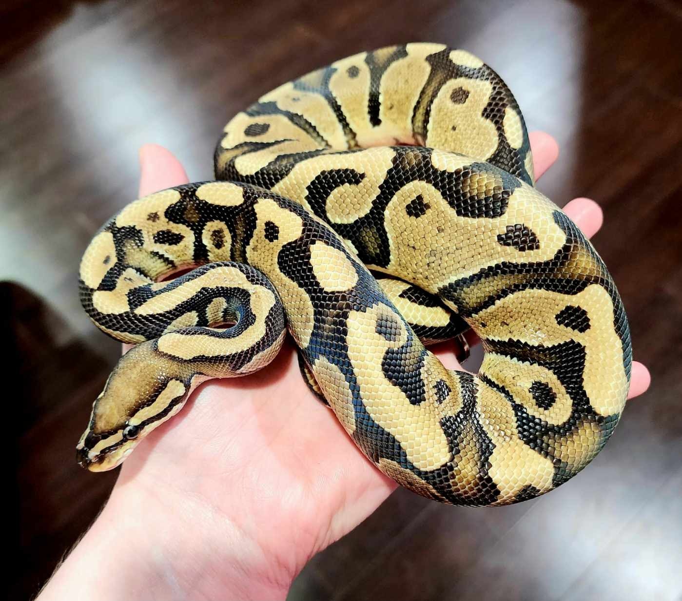 Vanilla Wookie Ball Python by Exotic emporium - MorphMarket
