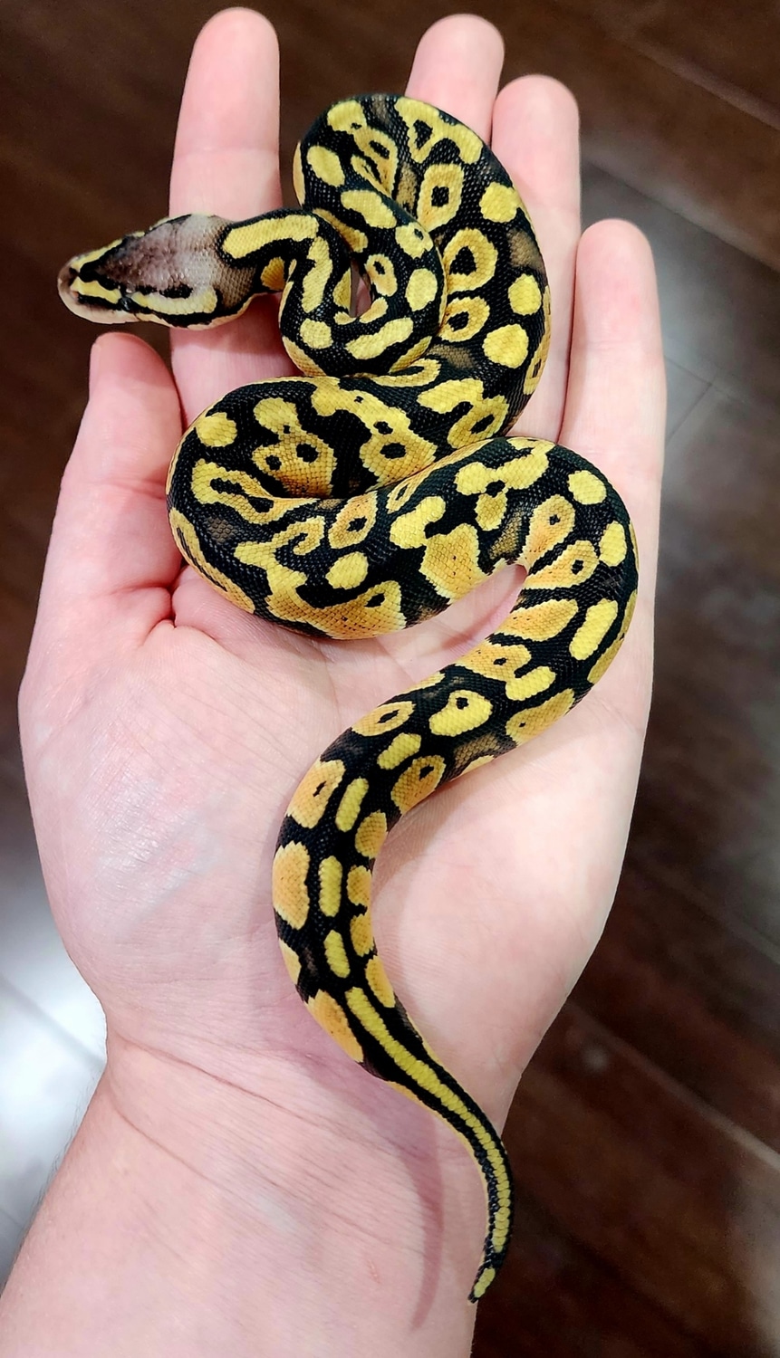 Pastel Redhead Ball Python by Exotic emporium - MorphMarket