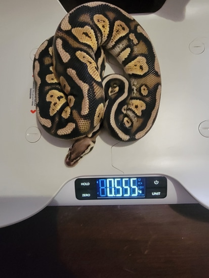 Pastel Stranger Het Clown Ball Python by Exotic emporium