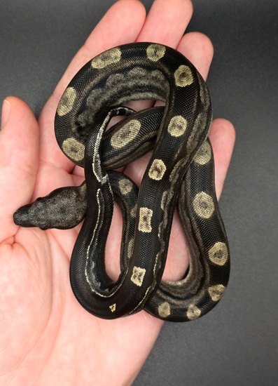 IMG Motley Het Sharp Boa Constrictor by Exotic emporium