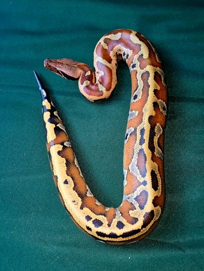 Juvenile Male Blood Blood Python by Exotic emporium