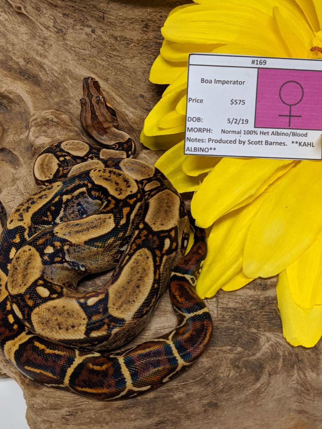 Normal 100% Het Blood/Kahl Albino Boa Constrictor by Jordan's Boas and ...