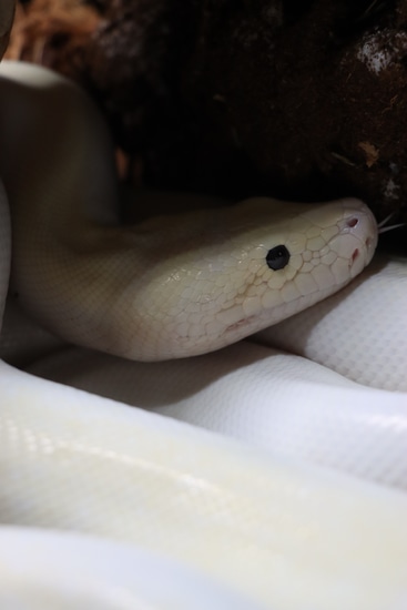 Ivory Burmese Python by Exotics & Aquatics