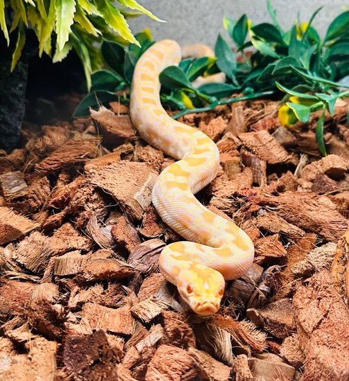 2024 Female Albino Burmese Python by Exotics & Aquatics