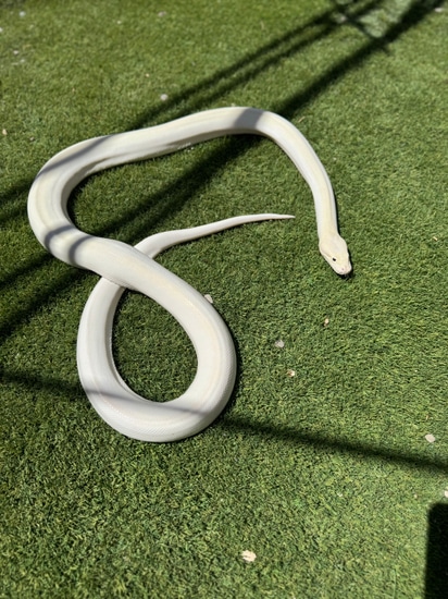 Ivory Burmese Python by Exotics & Aquatics