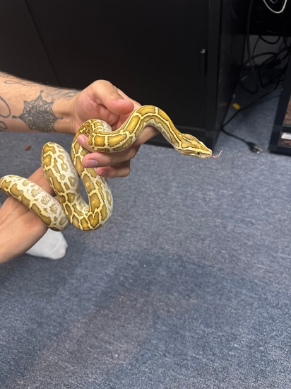 2024 Male Hypo 100% Het Albino 50% Het Granite 50% Het Labyrinth ...