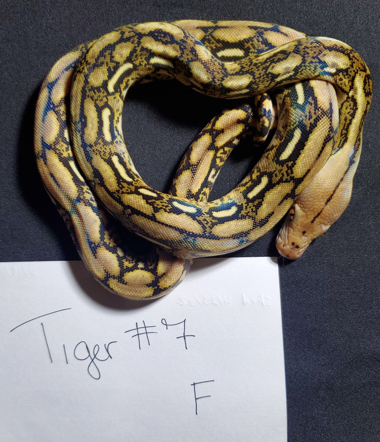 Tiger Het Purple Reticulated Python by The world serpent exotics ...
