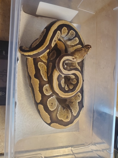 Cypress Ball Python by The world serpent exotics