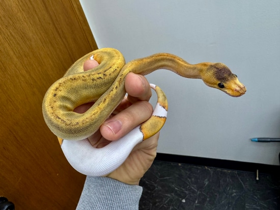 Pastel Champagne Het Piebald Ball Python by HP Reptiles