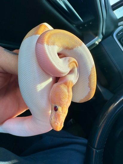 Pied Banana Pinto Ball Python by HP Reptiles