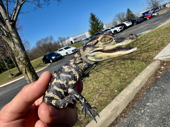 They Are Captive Bred And Hatched American Alligator by JH Reptiles