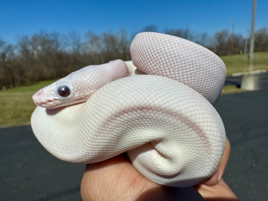 Súper Butter Het Clown (BEL) Ball Python by HP Reptiles