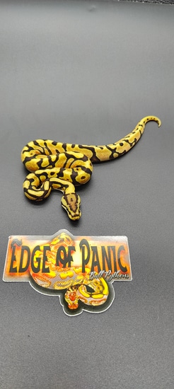 Spotnose Enchi Vanilla Het Clown Ball Python by Edge of Panic Ball Pythons