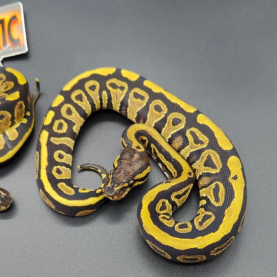Black Head Spotnose Het Clown Ball Python by Edge of Panic Ball Pythons