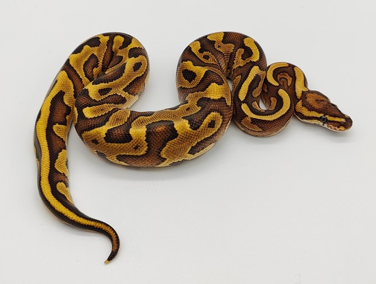 Leopard Redstripe Vanilla Ball Python by Edge of Panic Ball Pythons