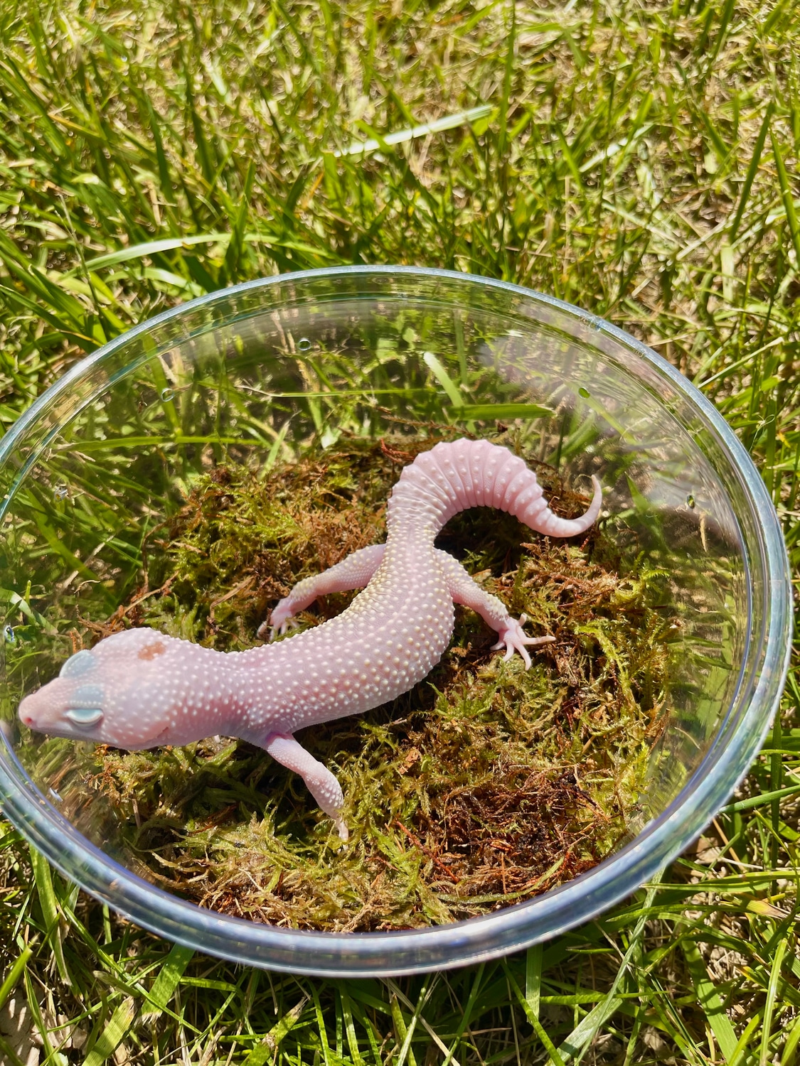 Diablo Blanco Leopard Gecko by GeckoLand 🦎 - MorphMarket