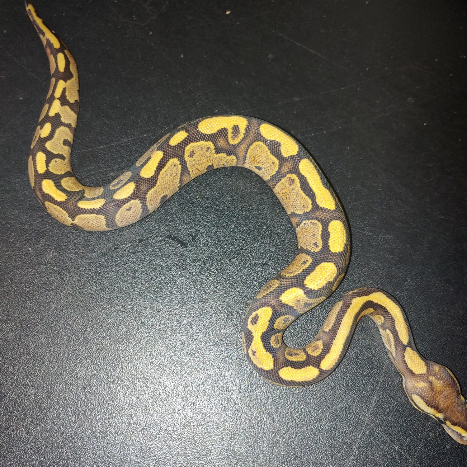 Fire Yellowbelly Ball Python by J.A.O Reptiles - MorphMarket