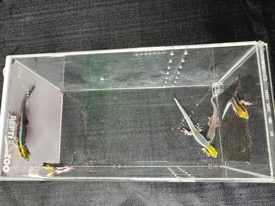 5 Neon Day Geckos!! (Phelsuma Klemmeri) by Off the Trail Exotics