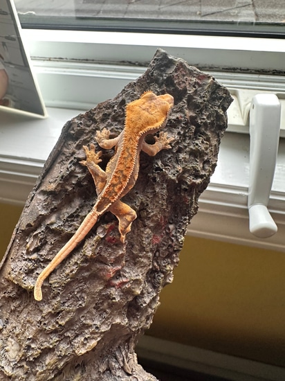 Empty Back Crested Gecko (Correlophus Ciliatus) by Off the Trail Exotics