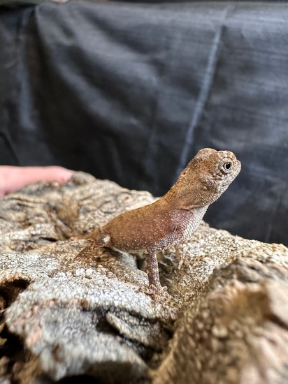 CB Dwarf Mountain Horn Dragon (Acanthosaura Lepidogaster) More Lizard ...
