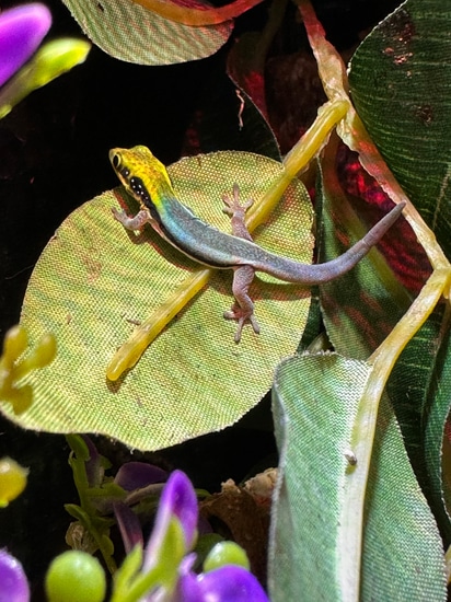 Neon Day Geckos (Phelsuma Klemmeri) by Off the Trail Exotics