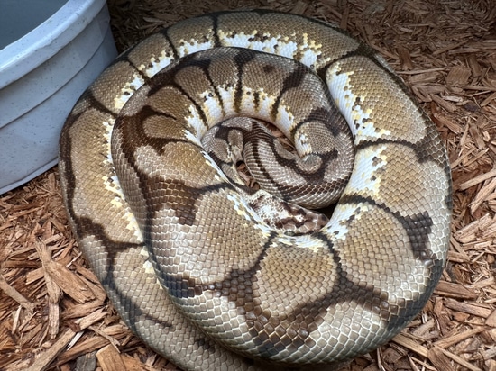 NO RESERVE Bumblebee RTB Female Ball Python by Off the Trail Exotics