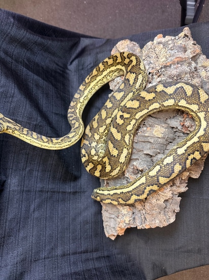 Coastal Carpet RTB Coastal Carpet Python by Off the Trail Exotics