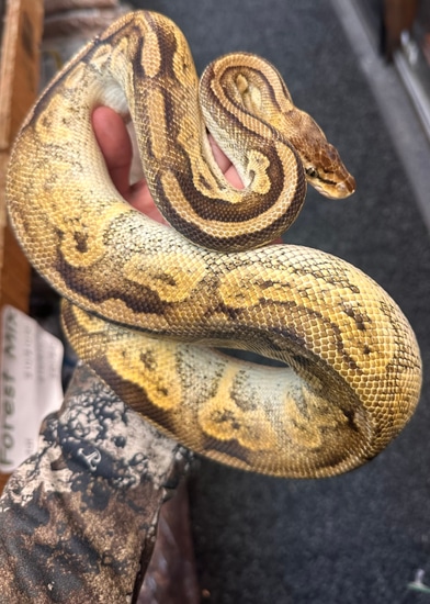 NO RESERVE Yellowbelly Bongo Het Clown (Proven) Ball Python by Off the Trail Exotics