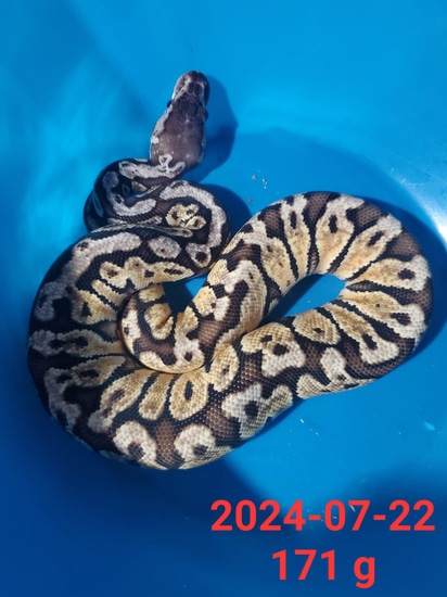 Pastel Lesser HGW Ball Python by SJ3 Reptiles