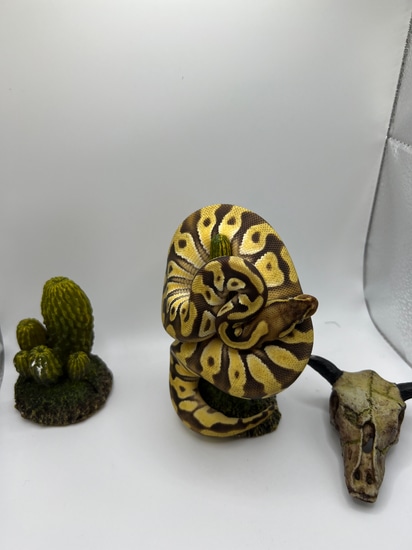 Enchi Fire Mojave Ball Python by Kaleidoscope Morphs