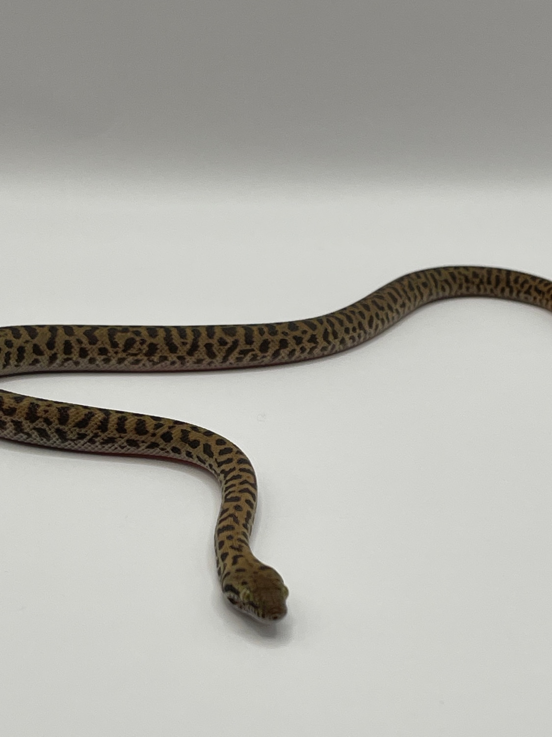 Children's Python by Medina Labs - MorphMarket