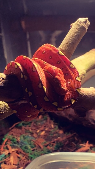 Biak Green Tree Python by JC Exotics