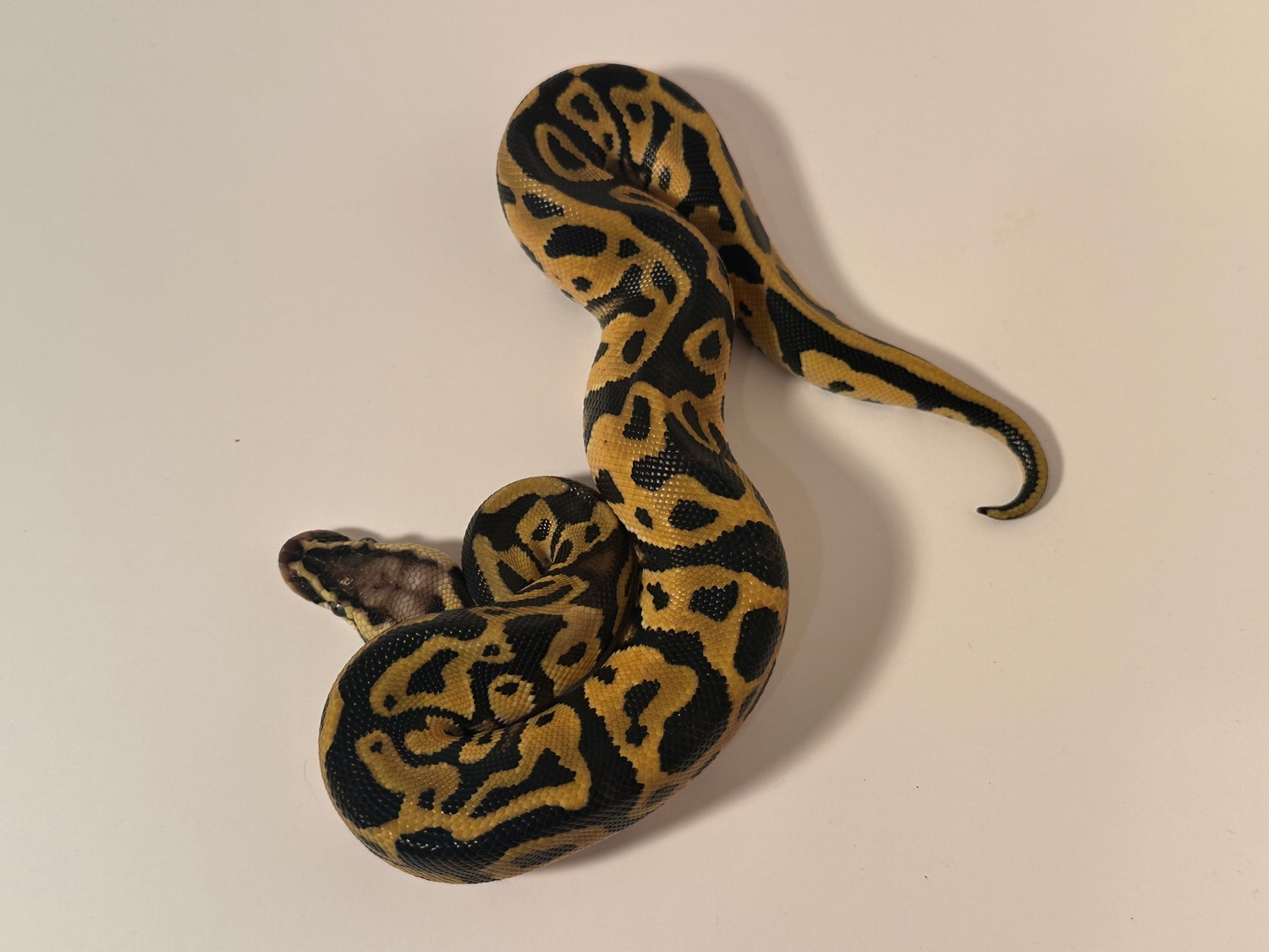 Pastel Leopard DH Hypo Clown Ball Python by Eminent Morphs - MorphMarket