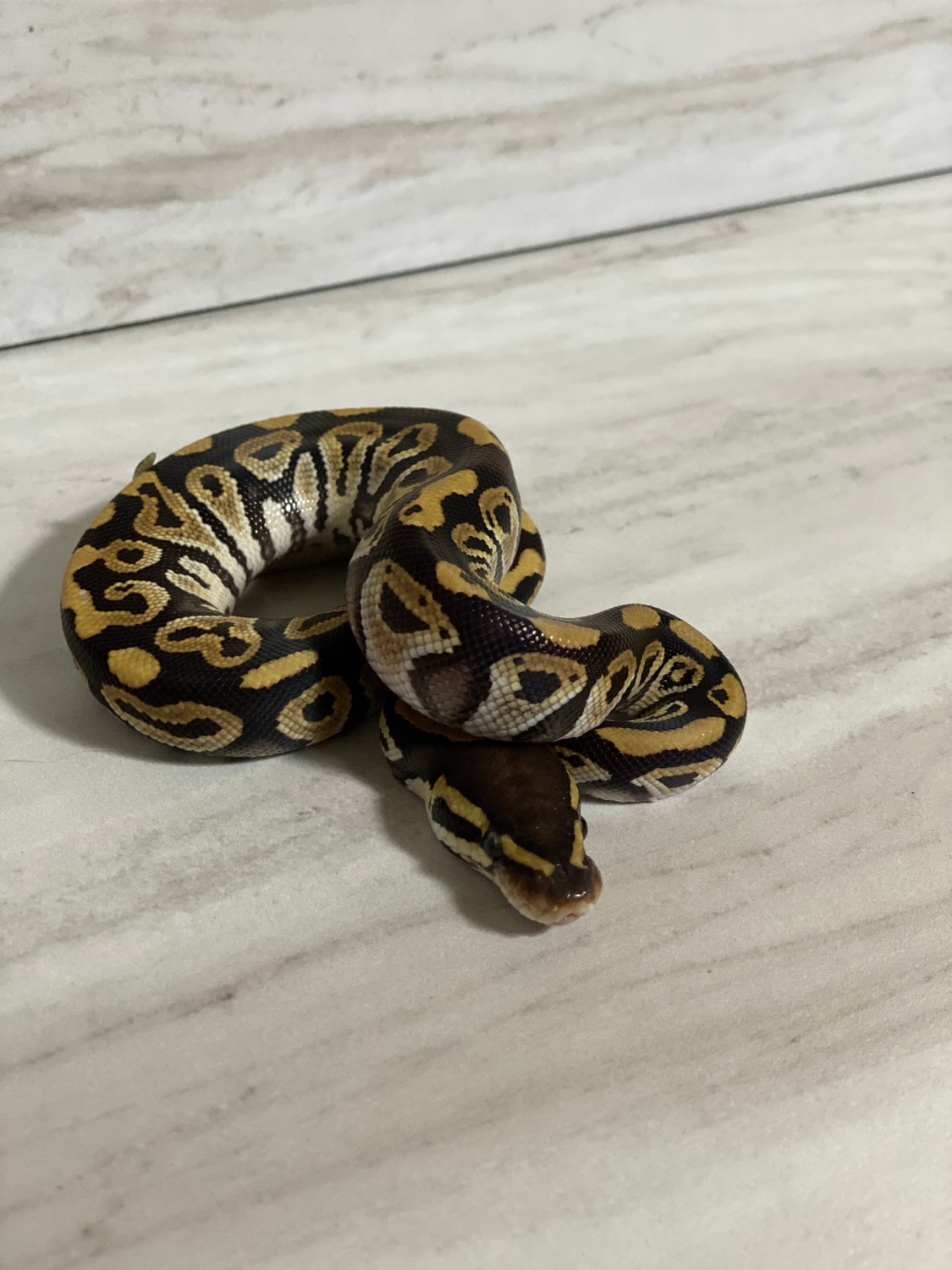 Mystic Ball Python by DelcoBalls - MorphMarket