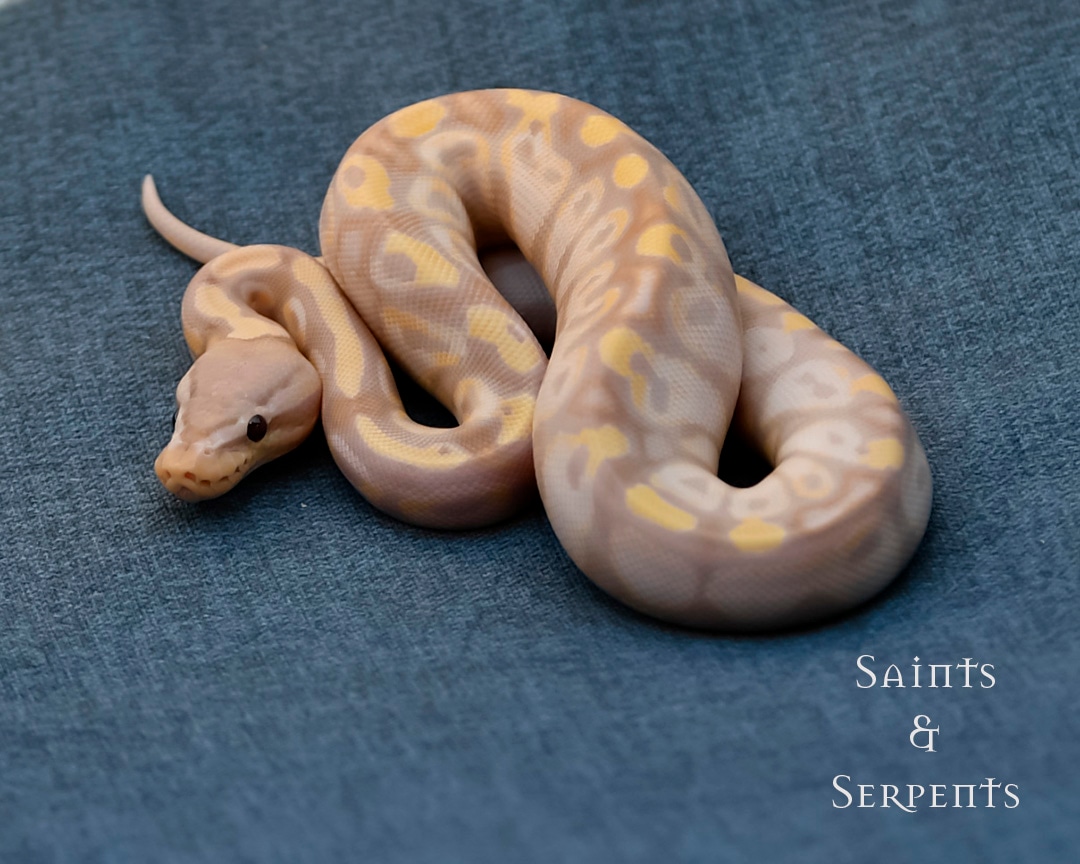 Super Banana Orange Dream Ball Python by Saints & Serpents - MorphMarket