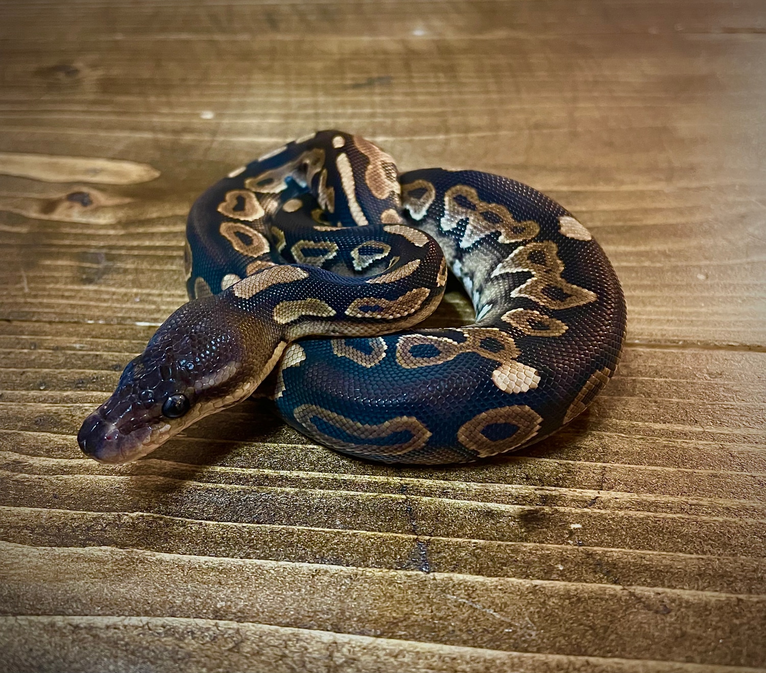 Cinnamon Orange Dream (Possible Blackhead) Ball Python by Saints ...