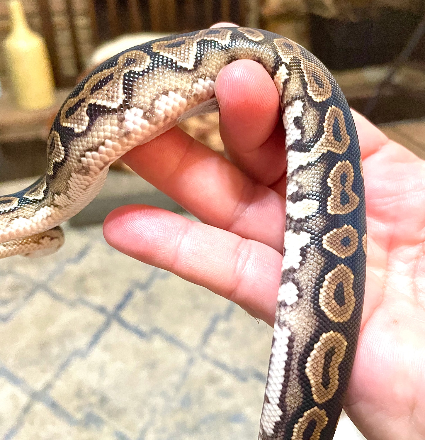 Cinnamon Orange Dream (Possible Blackhead) Ball Python by Saints ...