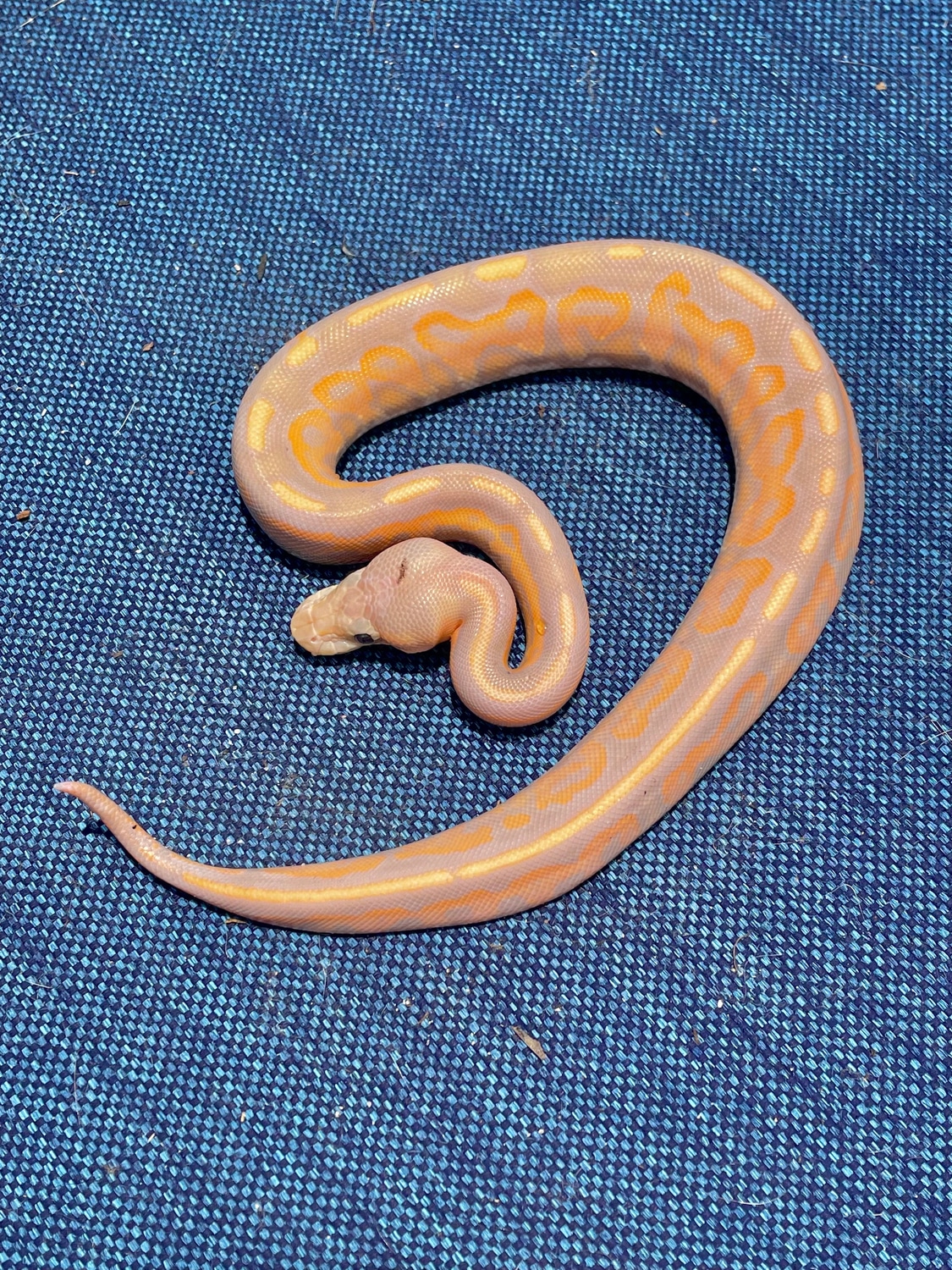 Banana Cinnamon OD Blackhead Ball Python by Saints & Serpents - MorphMarket