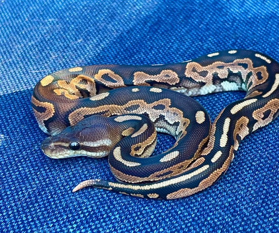 Retirement Sale - Cinnamon OD Ball Python by Saints & Serpents