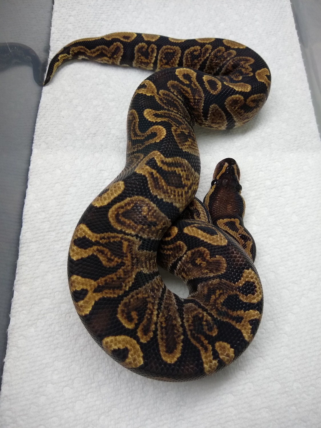 2019 Male GHI Ball Python by DCM Reptiles - MorphMarket