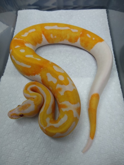 Dreamsicle Ball Python by DCM Reptiles