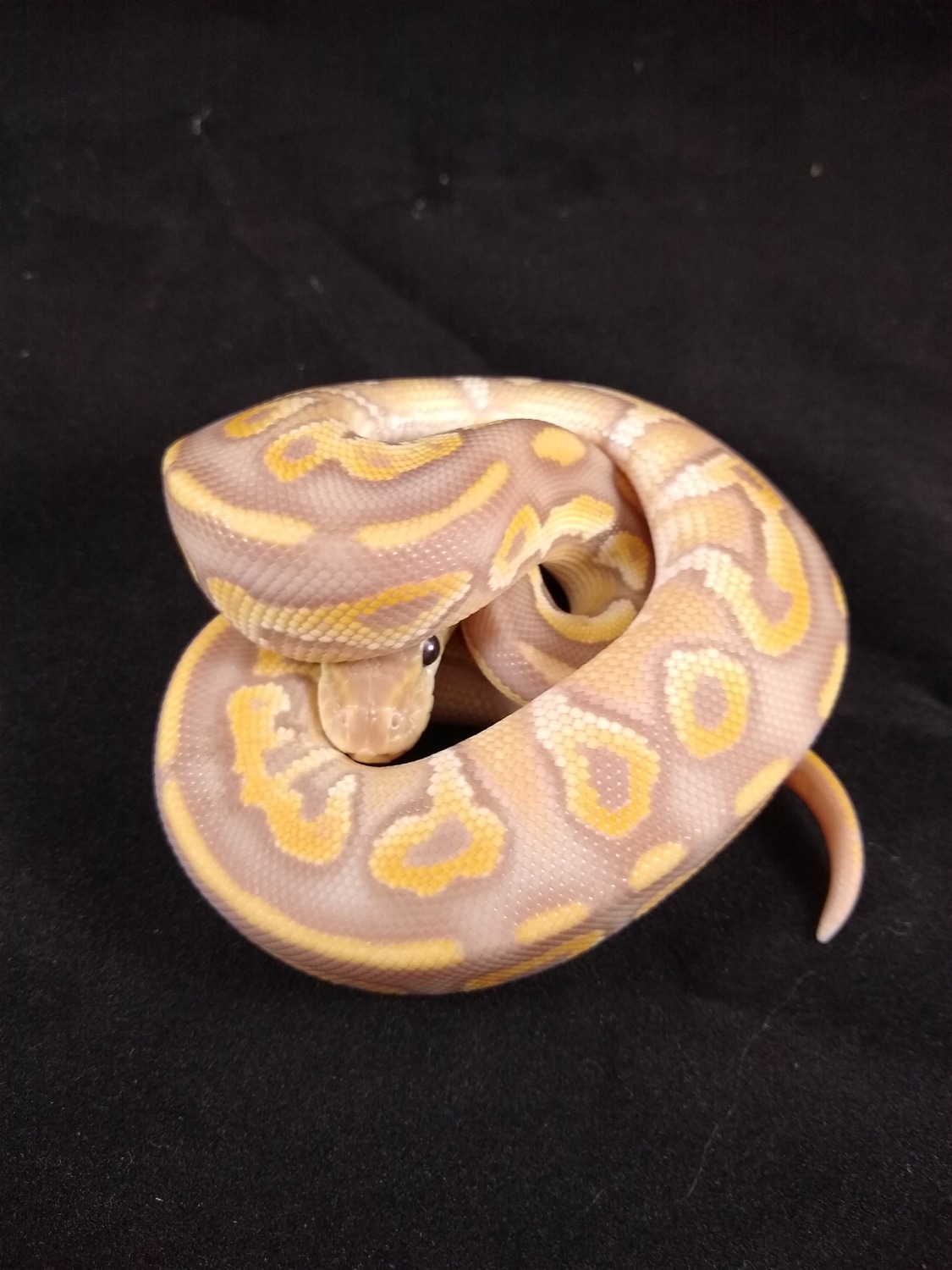 Savannah Ultramel (Cinny Mojave) Ball Python by DCM Reptiles - MorphMarket