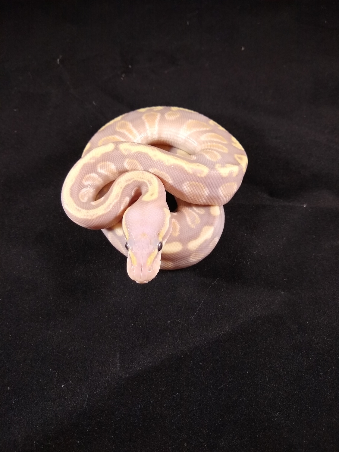 Banana GHI Mojave Ball Python by DCM Reptiles - MorphMarket