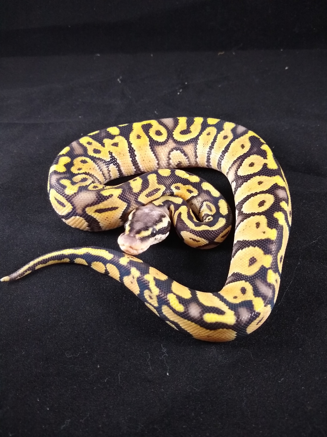 Super Pastel Het Ultramel Ball Python by DCM Reptiles - MorphMarket