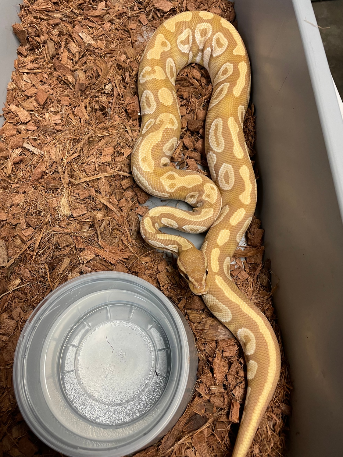 Mojave Ultramel Ball Python by DCM Reptiles - MorphMarket