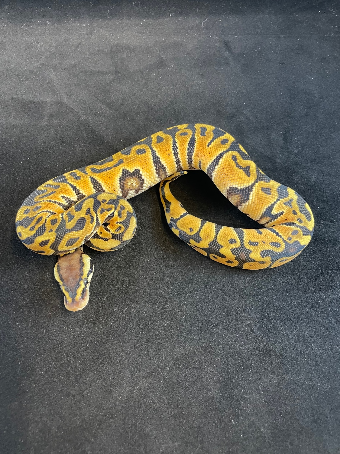 Pastel Orange Dream Pos Het Clown Ball Python by DCM Reptiles - MorphMarket