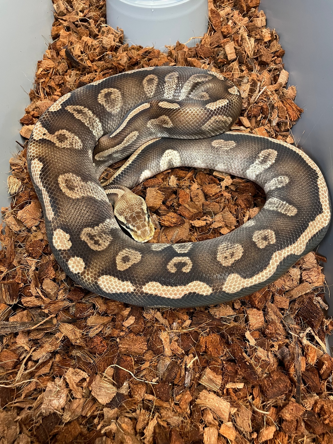 Pastave Leopard GHI Ball Python by DCM Reptiles - MorphMarket