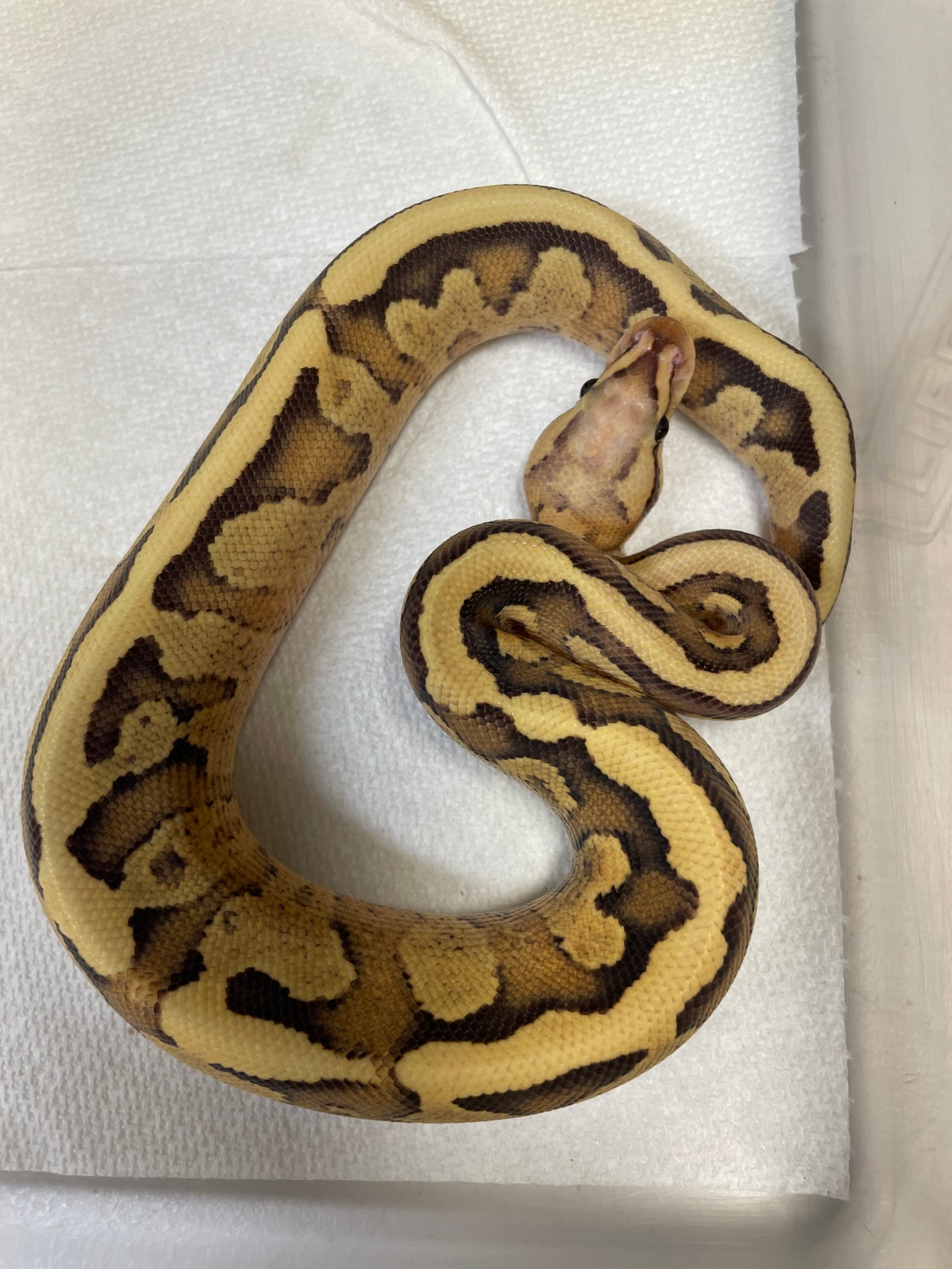 Vanilla Cream Het Clown Ball Python by DCM Reptiles - MorphMarket