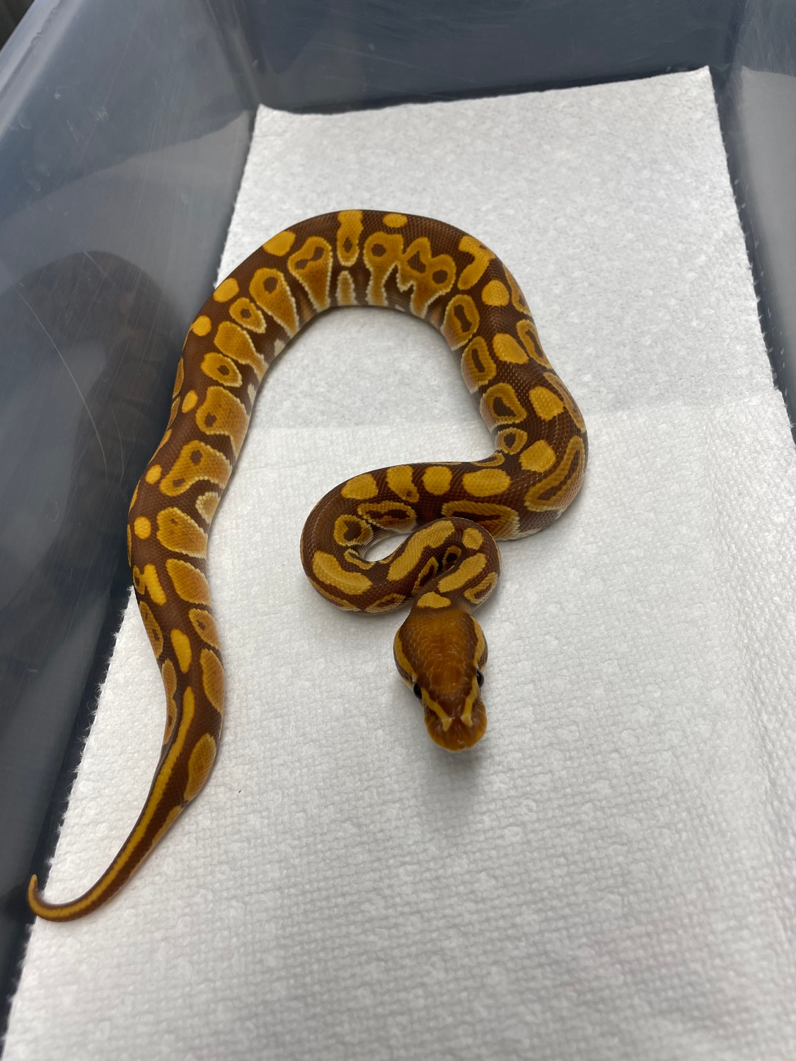 Ultramel Ball Python by DCM Reptiles - MorphMarket