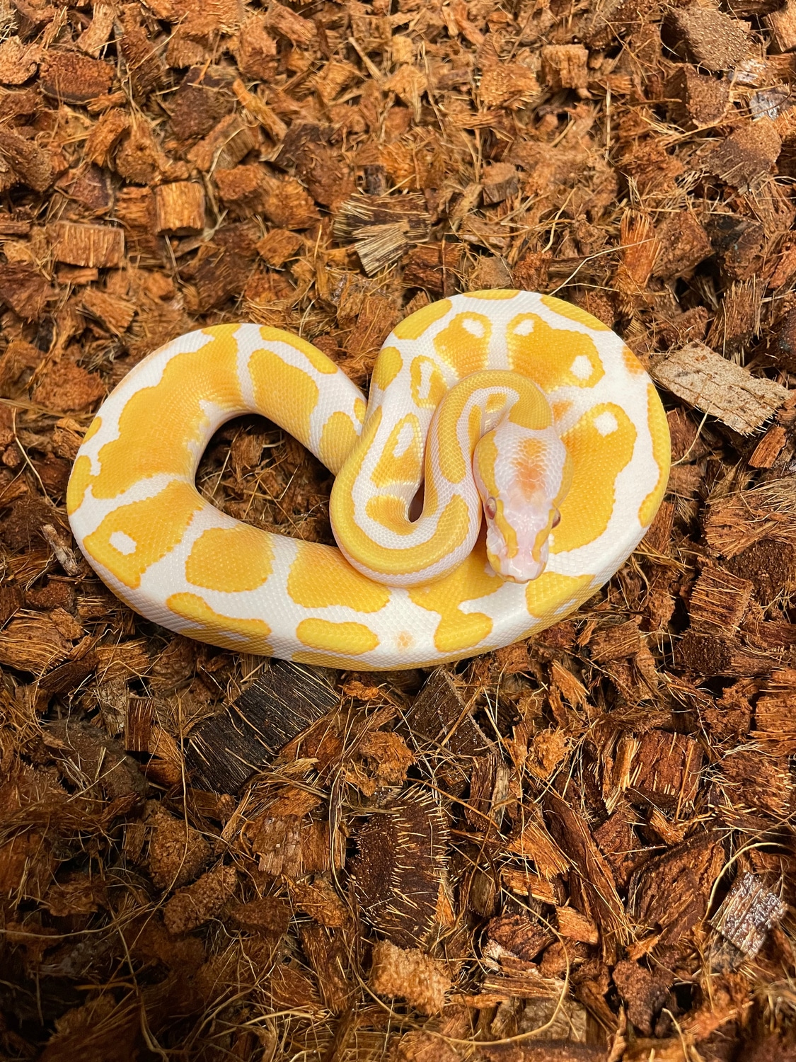 Lavender Het Piebald Ball Python by DCM Reptiles - MorphMarket